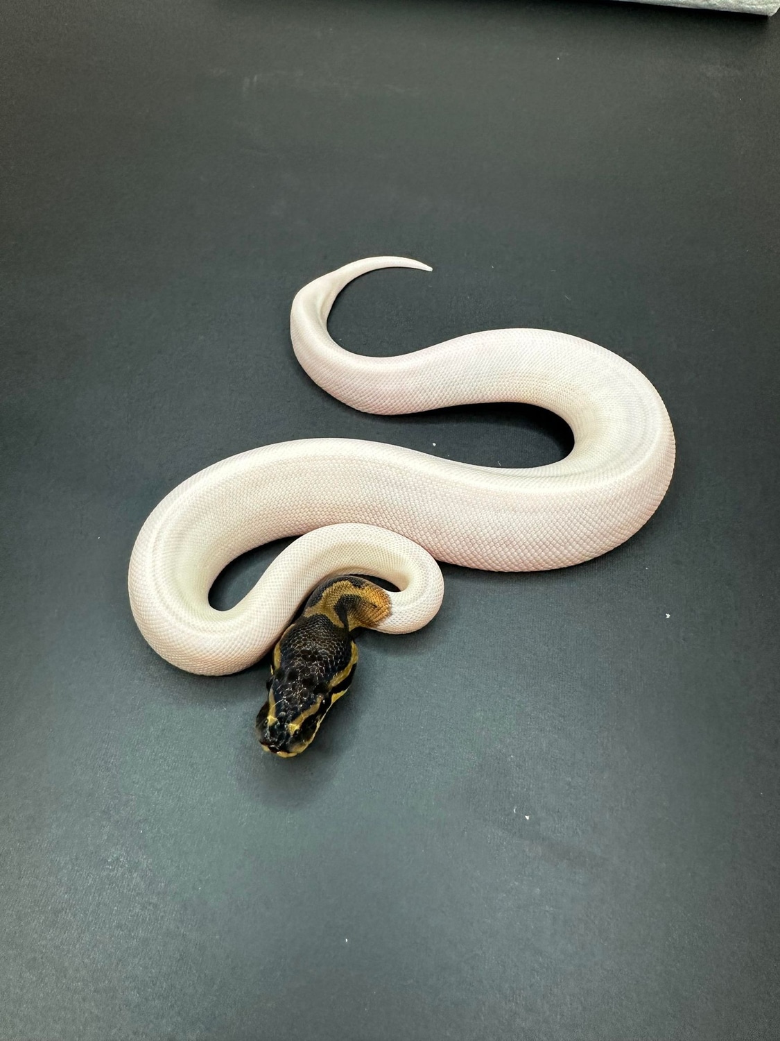 Black Pastel Piebald Ball Python by Pythons Of The North - MorphMarket