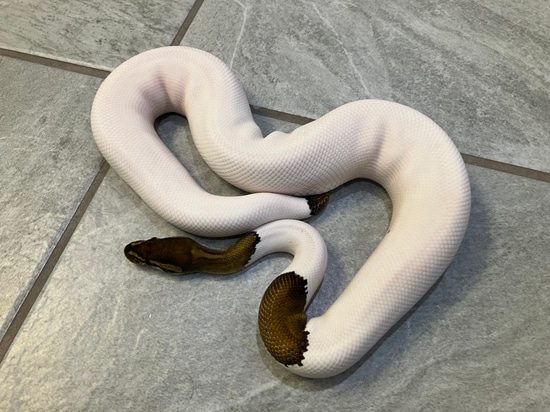 Black Pastel Piebald Ball Python by Pythonosaur