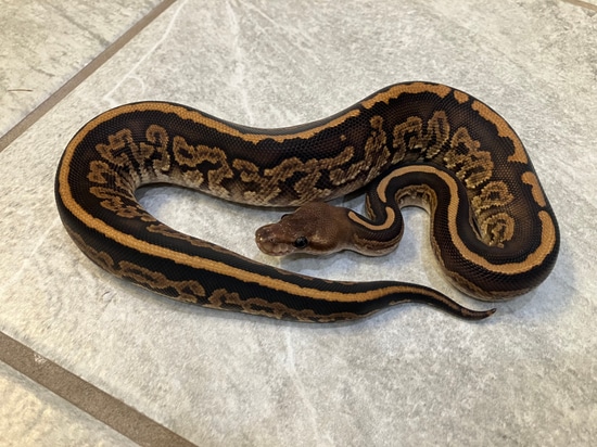 Mahogany Black Pastel Ball Python by Pythonosaur