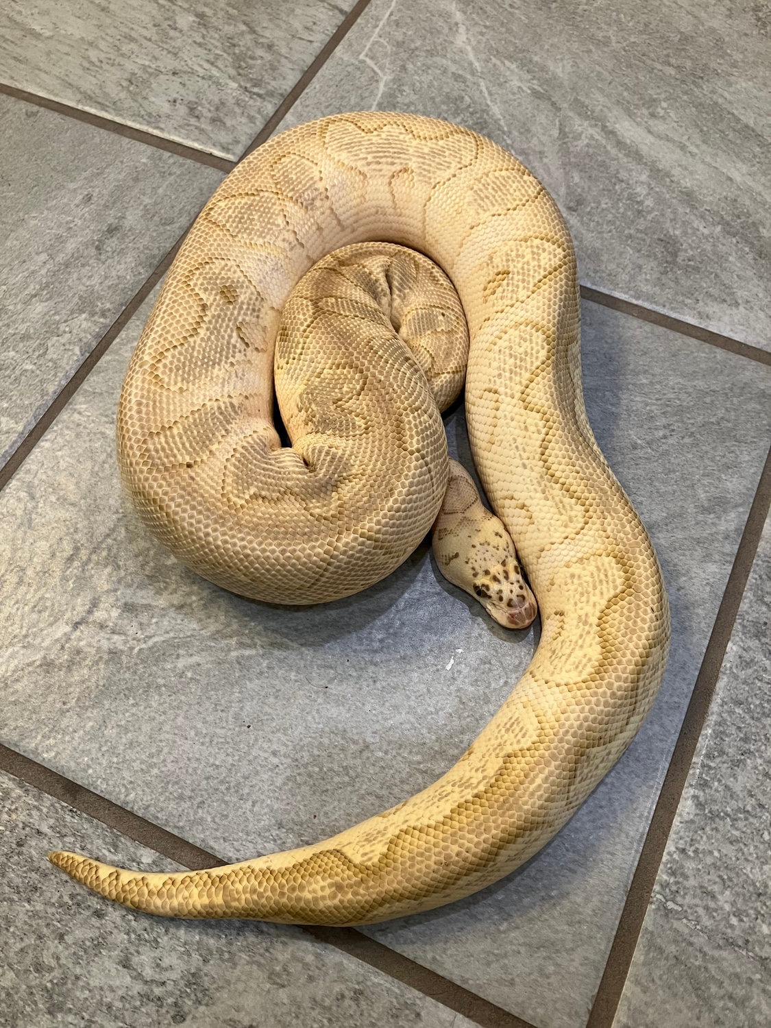 Pythonosaur's Collection - MorphMarket