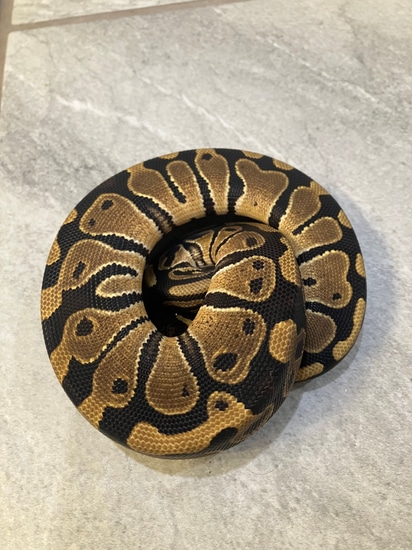 100% Het Dreamsicle Ball Python by Pythonosaur