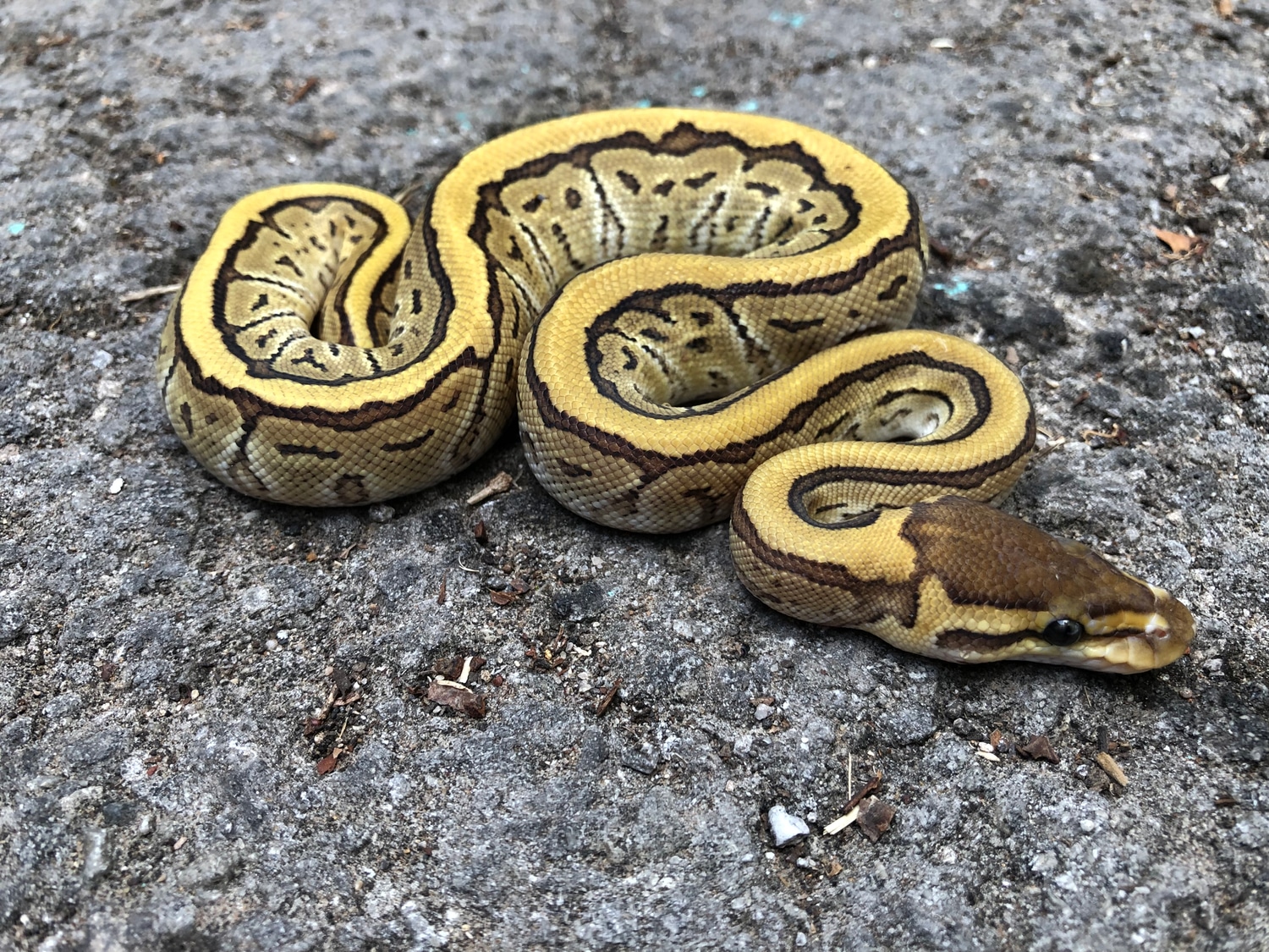 0.1 Jigsaw 50% Het Clown Ball Python by Pythonpaintjobs - MorphMarket