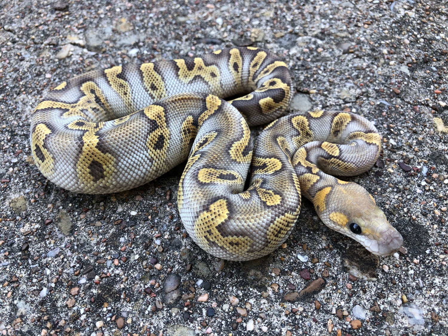 0.1 GHI Mojave Clown Ball Python by Pythonpaintjobs - MorphMarket