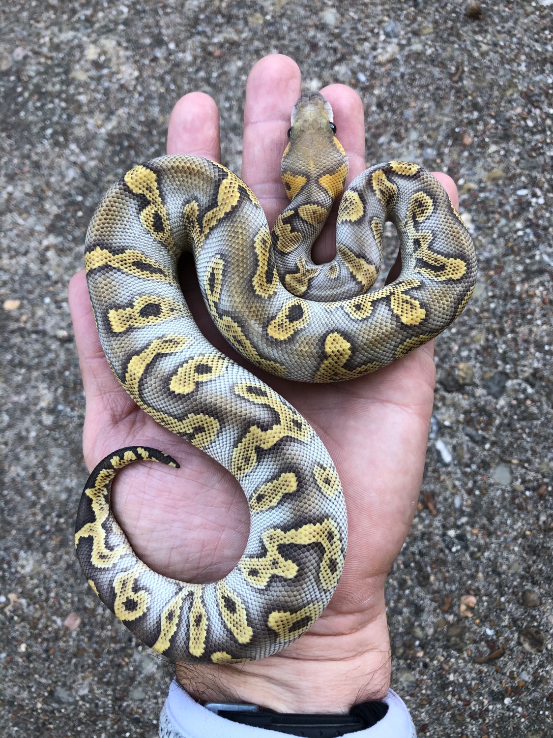 0.1 GHI Mojave Clown Ball Python by Pythonpaintjobs - MorphMarket