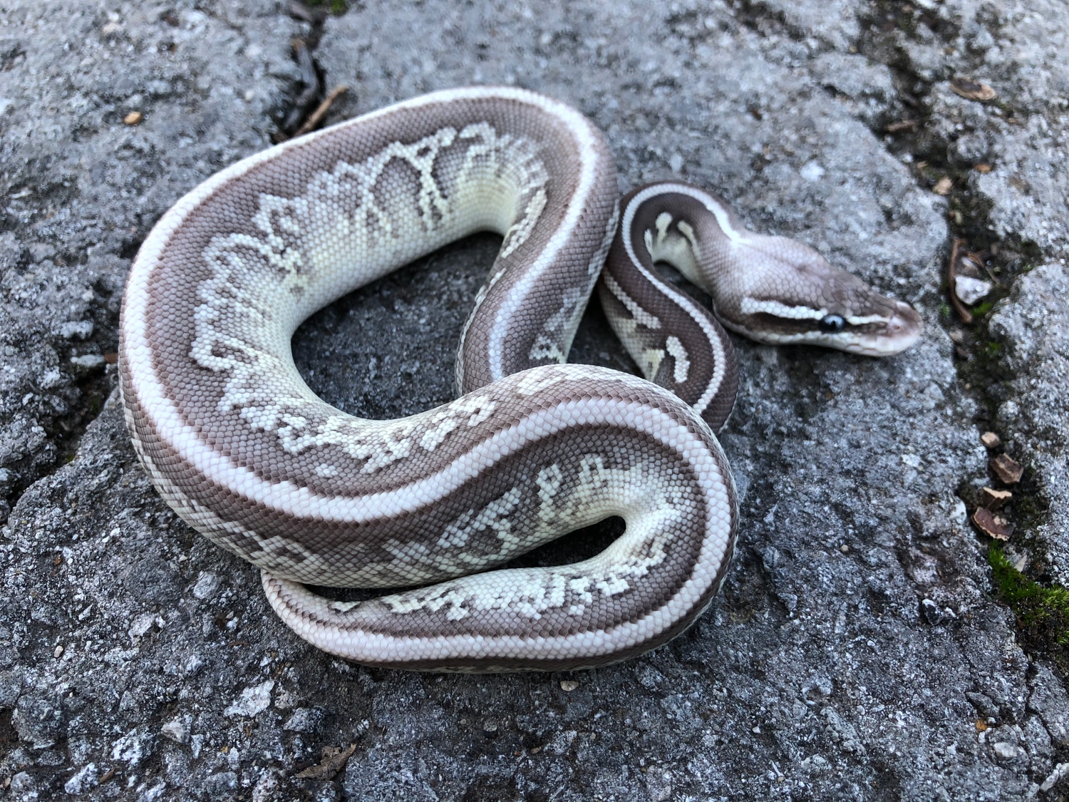 1.0 Leopard Lesser Pewter 50% Het Clown Ball Python by Pythonpaintjobs ...