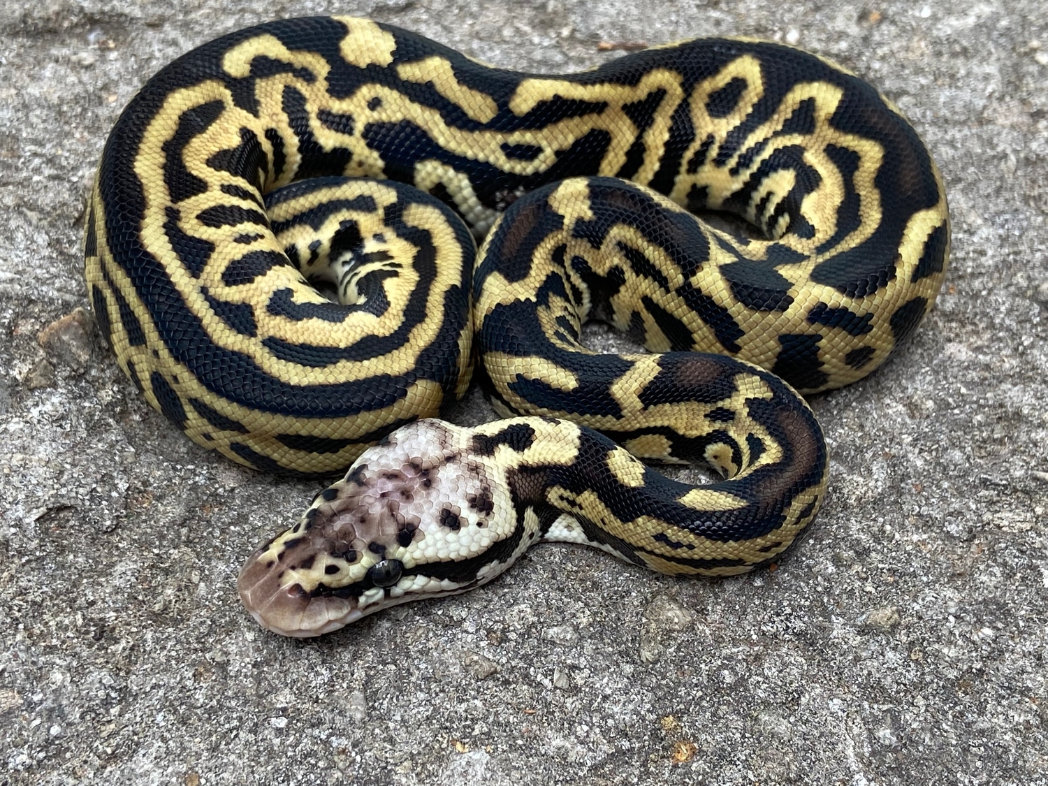 1.0 Pastel Spotnose Leopard Het Clown Ball Python by Pythonpaintjobs ...