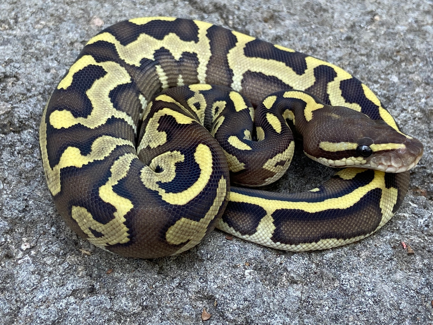 0.1 Fire Leopard Mojave Het Clown Ball Python by Pythonpaintjobs ...