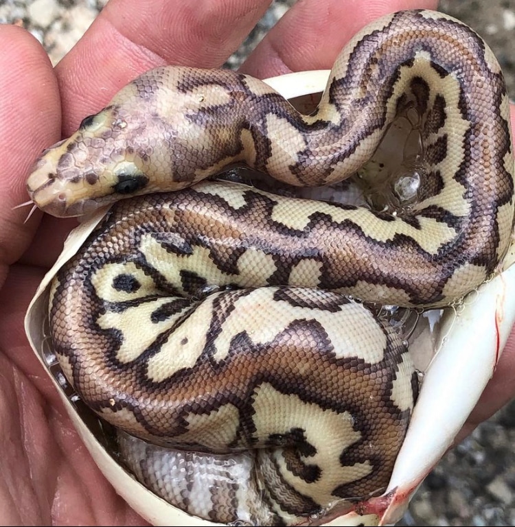 1.0 Fire Mojave Spotnose Clown *Proven Breeder* Ball Python by ...