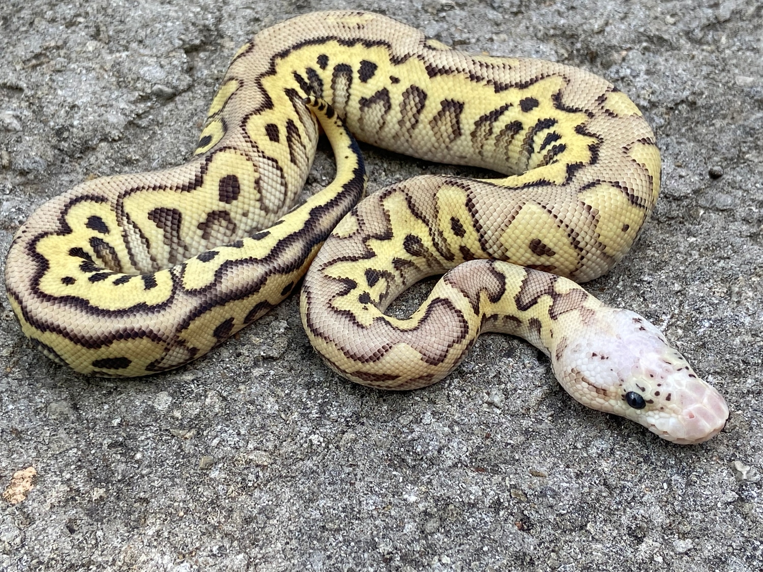 1.0 Spotnose Mojave Firefly Clown Ball Python by Pythonpaintjobs ...