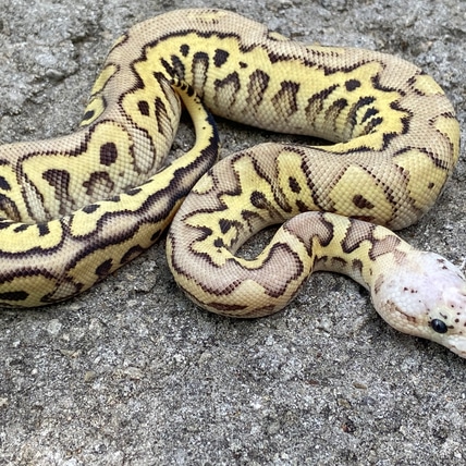 0.1 Mojave Spotnose Firefly Yellow Belly Het Clown Ball Python by ...