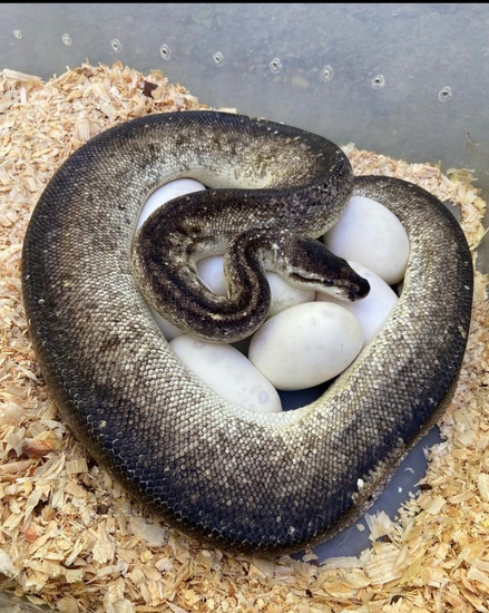 0.1 Sterling Yellowbelly (Proven) Ball Python by Pythonpaintjobs