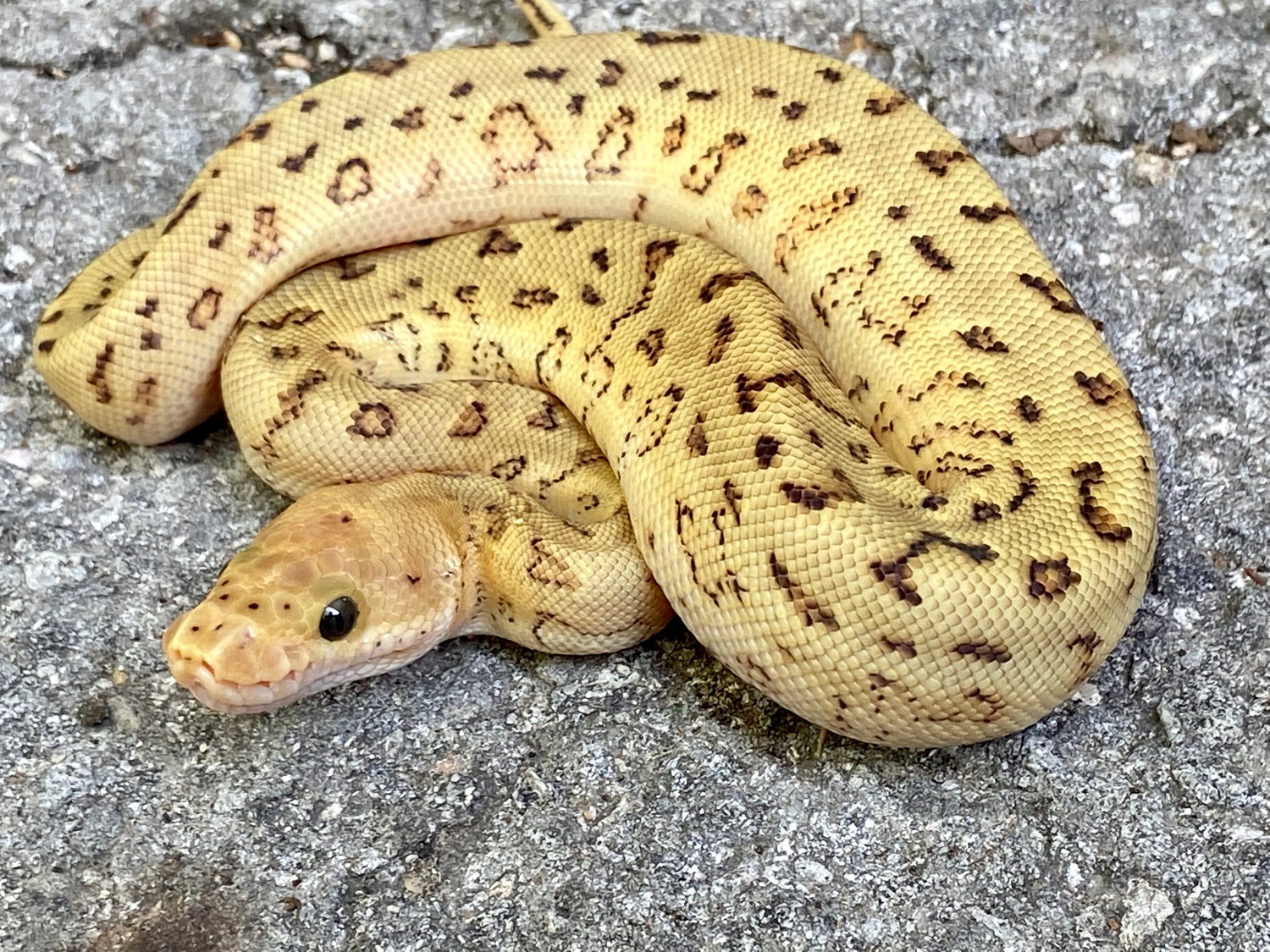 1.0 Fire Spotnose Pinstripe Clown Ball Python by Pythonpaintjobs ...