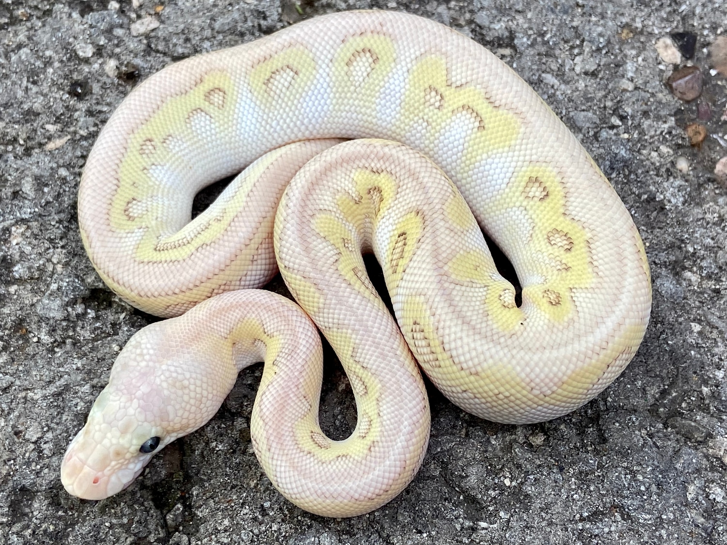 1.0 Pastel Orange Dream Lesser Spotnose Clown Ball Python by ...