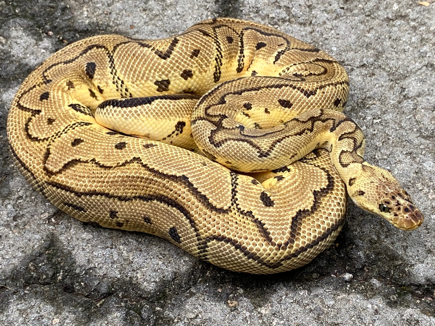 0.1 Pastel Clown Ball Python by Pythonpaintjobs - MorphMarket
