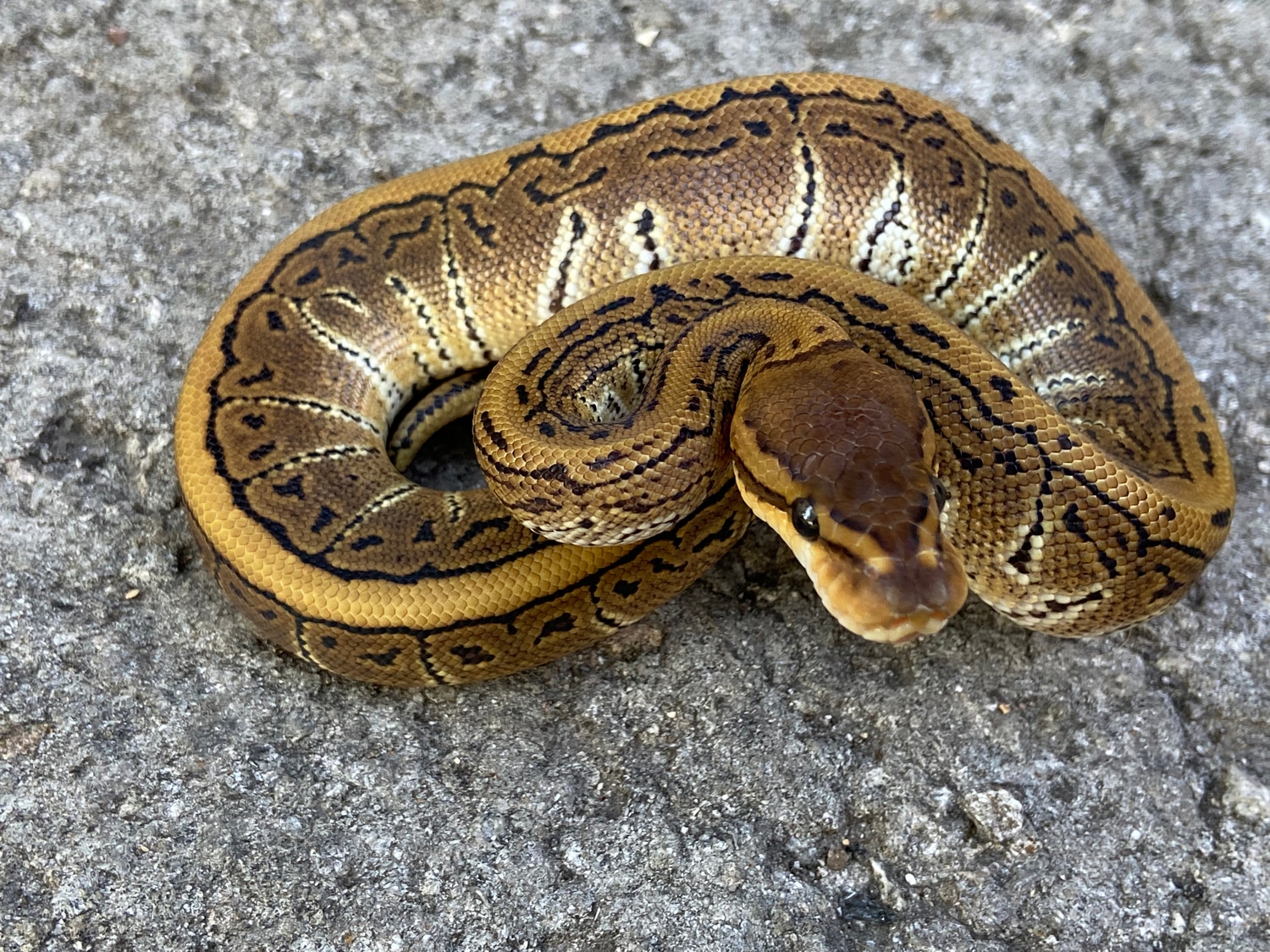 1.0Spotnose Pinstripe Het Clown Ball Python by Pythonpaintjobs ...