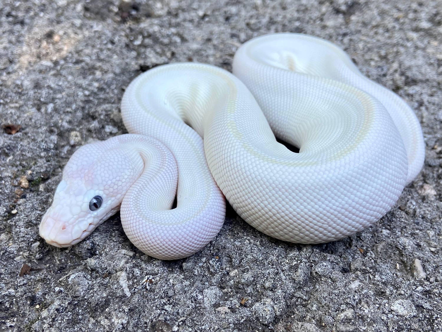 0.1 BEL Mojave Lesser (PLUS) Het Clown Ball Python by Pythonpaintjobs ...