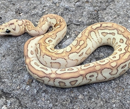 1.0 Fire Spotnose Pinstripe Clown Ball Python by Pythonpaintjobs ...