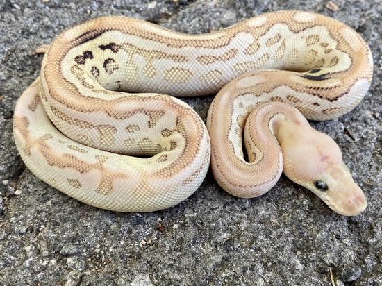 1.0 Orange Dream Cinnamon Lesser Leopard Clown Ball Python by ...