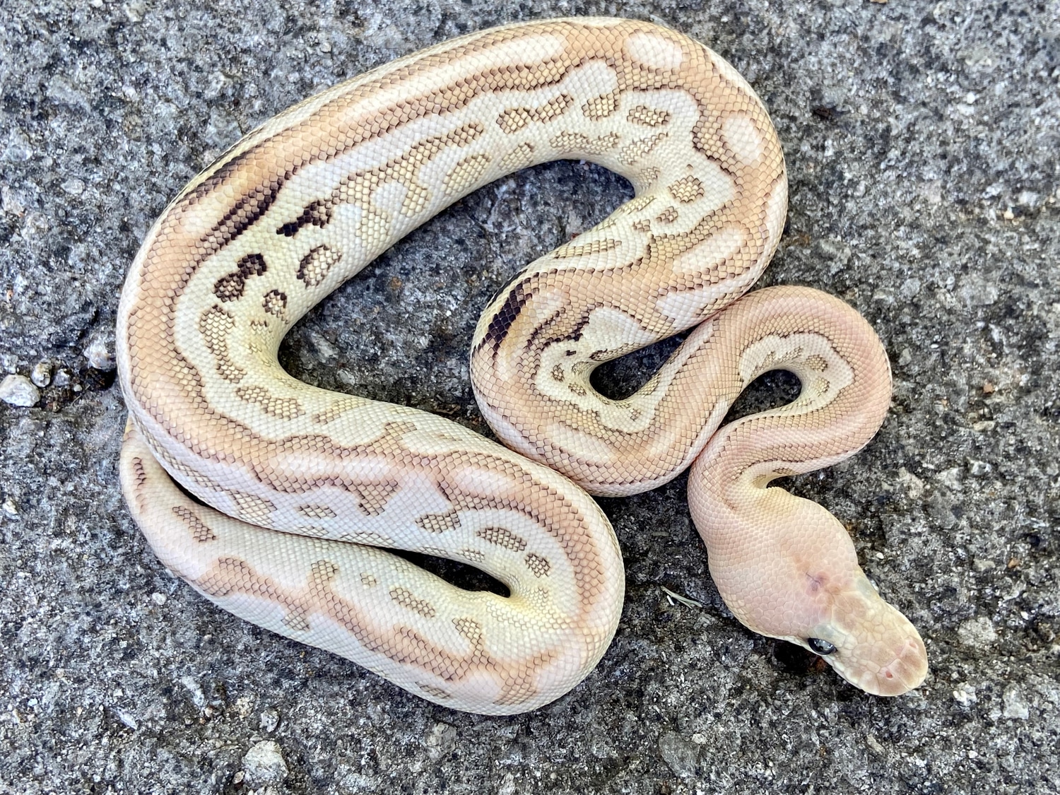 1.0 Orange Dream Cinnamon Lesser Leopard Clown Ball Python by ...