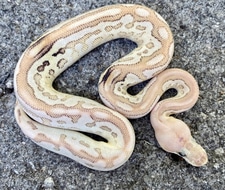 1.0 Orange Dream Cinnamon Lesser Clown Ball Python by Pythonpaintjobs ...