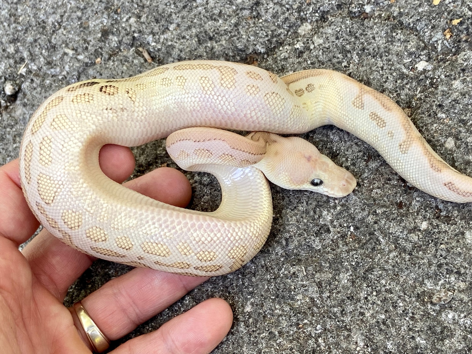 1.0 Orange Dream Cinnamon Lesser Leopard Clown Ball Python by ...