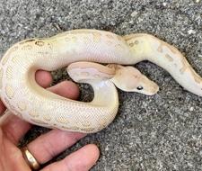 1.0 Orange Dream Cinnamon Lesser Leopard Clown Ball Python by ...