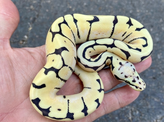 0.1 Desert Ghost Bumblebee Ball Python by Pythonpaintjobs