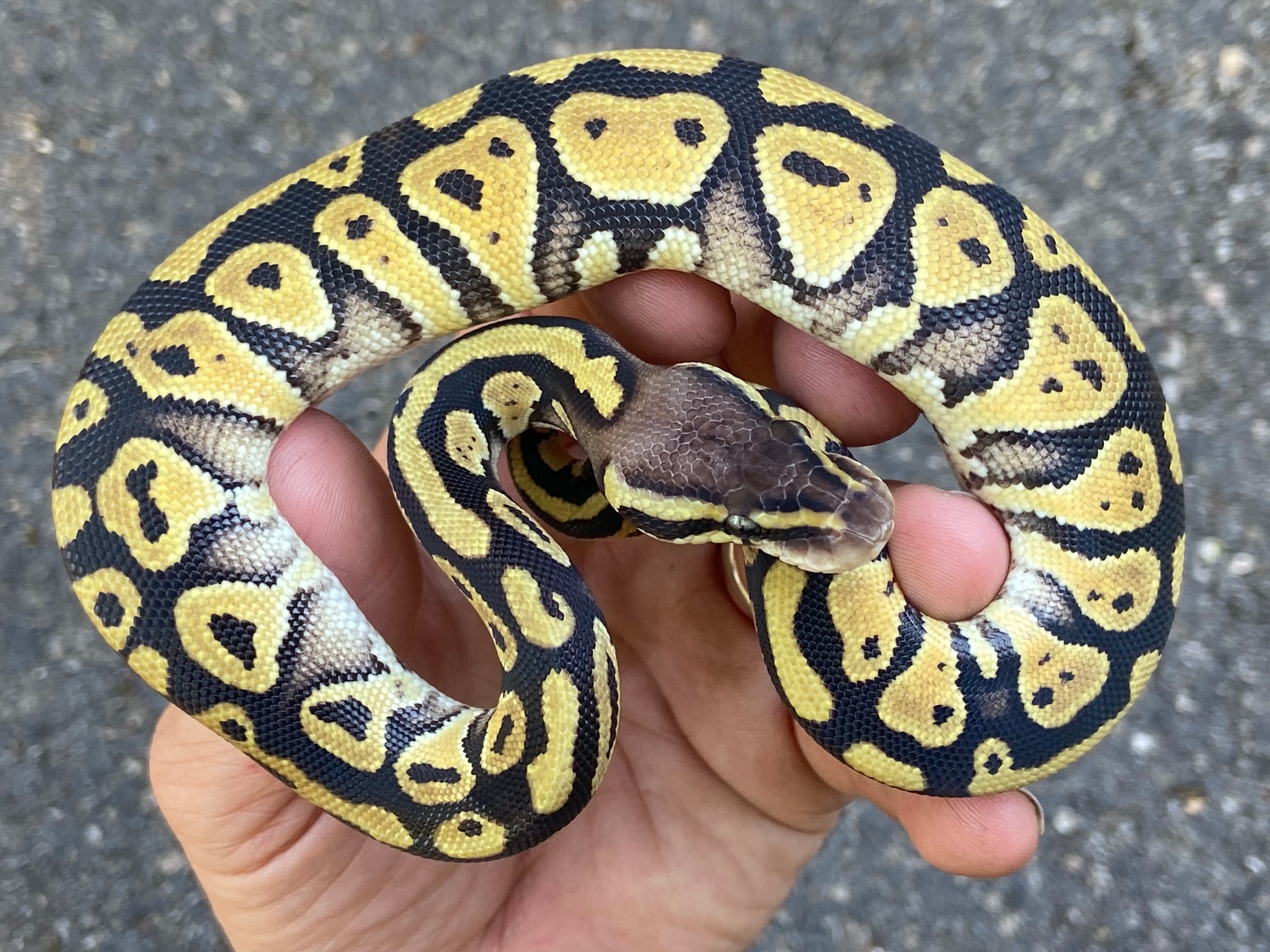0.1 Pastel Mystic 66% Het Desert Ghost Ball Python by Pythonpaintjobs ...