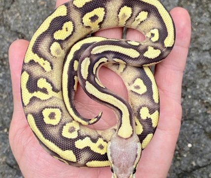 1.0 Orange Dream Cinnamon Lesser Leopard Clown Ball Python by ...