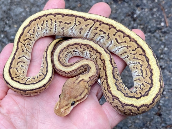 0.1 Fire Jigsaw Spotnose Het Clown Ball Python by Pythonpaintjobs