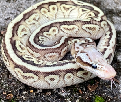 1.0 Orange Dream Cinnamon Lesser Leopard Clown Ball Python by ...