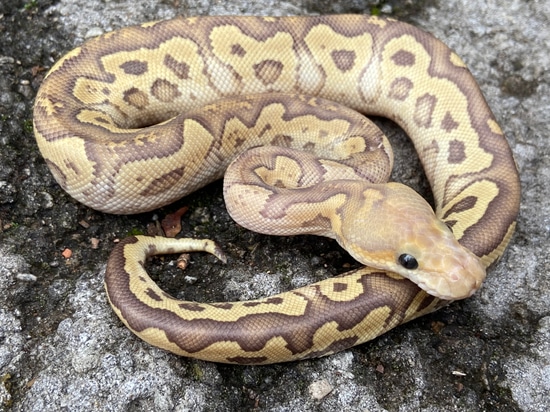 1.0 Fire Mojave Clown Ball Python by Pythonpaintjobs