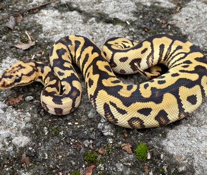 1.0 Fire Spotnose Pinstripe Clown Ball Python by Pythonpaintjobs ...