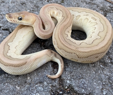 1.0 OD Cinnamon Lesser Batman Clown Ball Python by Pythonpaintjobs - MorphMarket