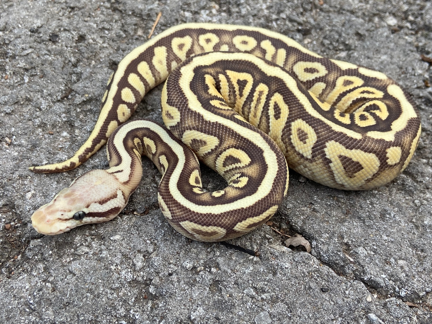 0.1 Mojave Spotnose Firefly Yellow Belly Het Clown Ball Python by ...