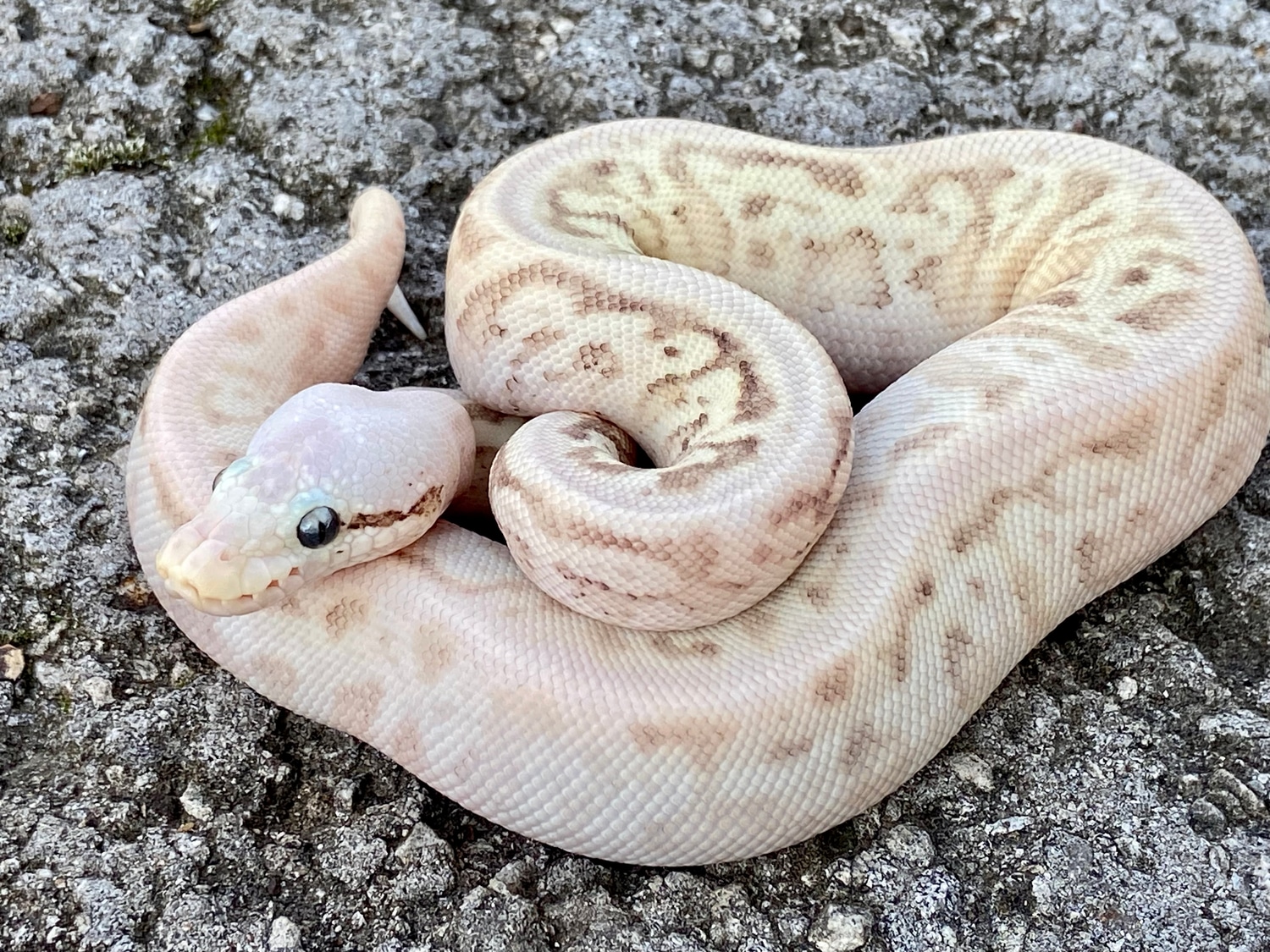 0.1 Firefly Powerball Het Clown Ball Python by Pythonpaintjobs ...