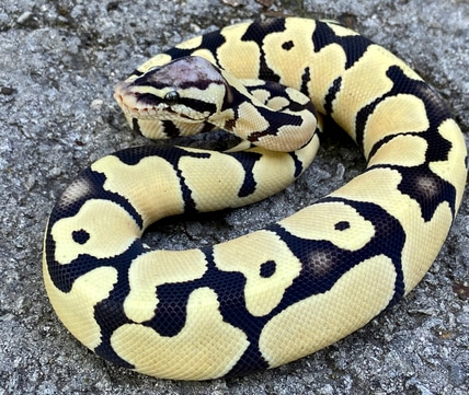 1.0 OD Cinnamon Lesser Batman Clown Ball Python by Pythonpaintjobs ...