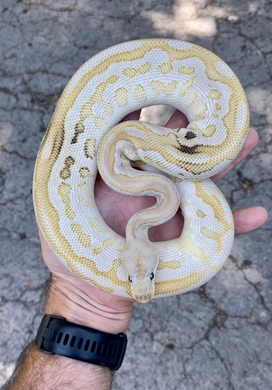 1.0 OD Cinnamon Lesser Batman Clown Ball Python by Pythonpaintjobs