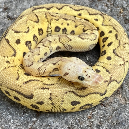 0.1 Mojave Spotnose Firefly Yellow Belly Het Clown Ball Python by ...