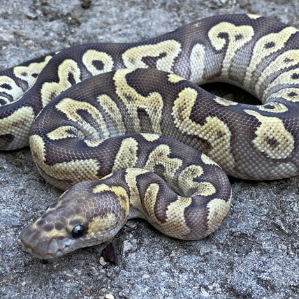 0.1 Mojave Spotnose Firefly Yellow Belly Het Clown Ball Python by ...