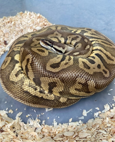 0.1 Proven Breeder Super Pastel Leopard Ball Python by Pythonpaintjobs