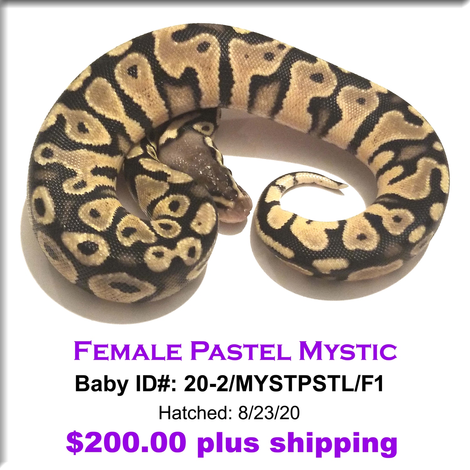 Female Pastel Mystic Ball Python by Python Passion - MorphMarket