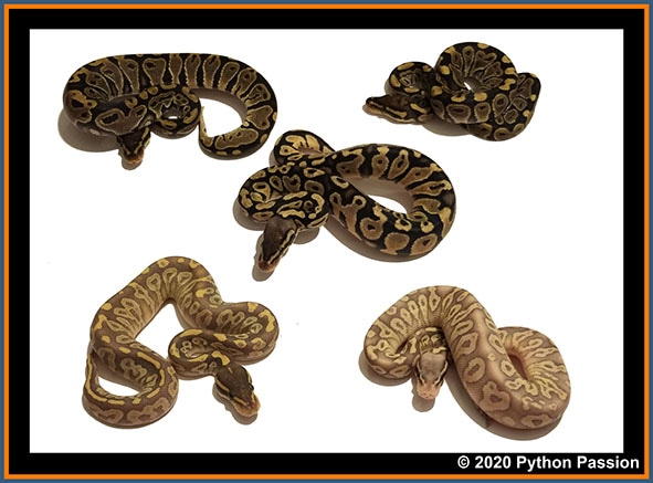Ball Python Clutch: 20-2 by Python Passion - MorphMarket