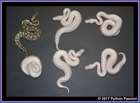 Ball Python Clutch: 17-1 by Python Passion - MorphMarket