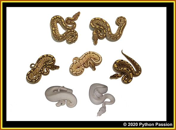 Ball Python Clutch: 20-3 by Python Passion - MorphMarket