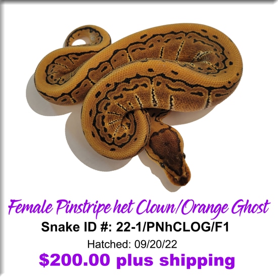 Female Pinstripe Het Clown Het Orange Ghost Ball Python by Python Passion