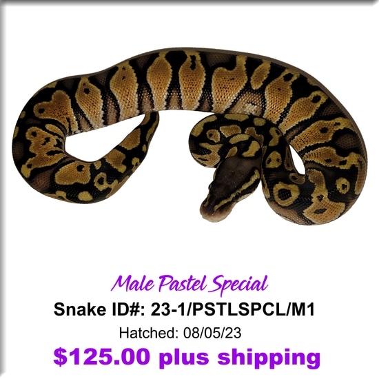2023 Male Pastel Special Ball Python by Python Passion
