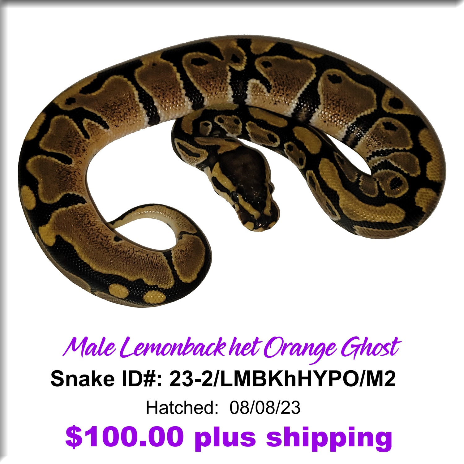 2023 Male Lemonback Het Orange Ghost Ball Python by Python Passion ...