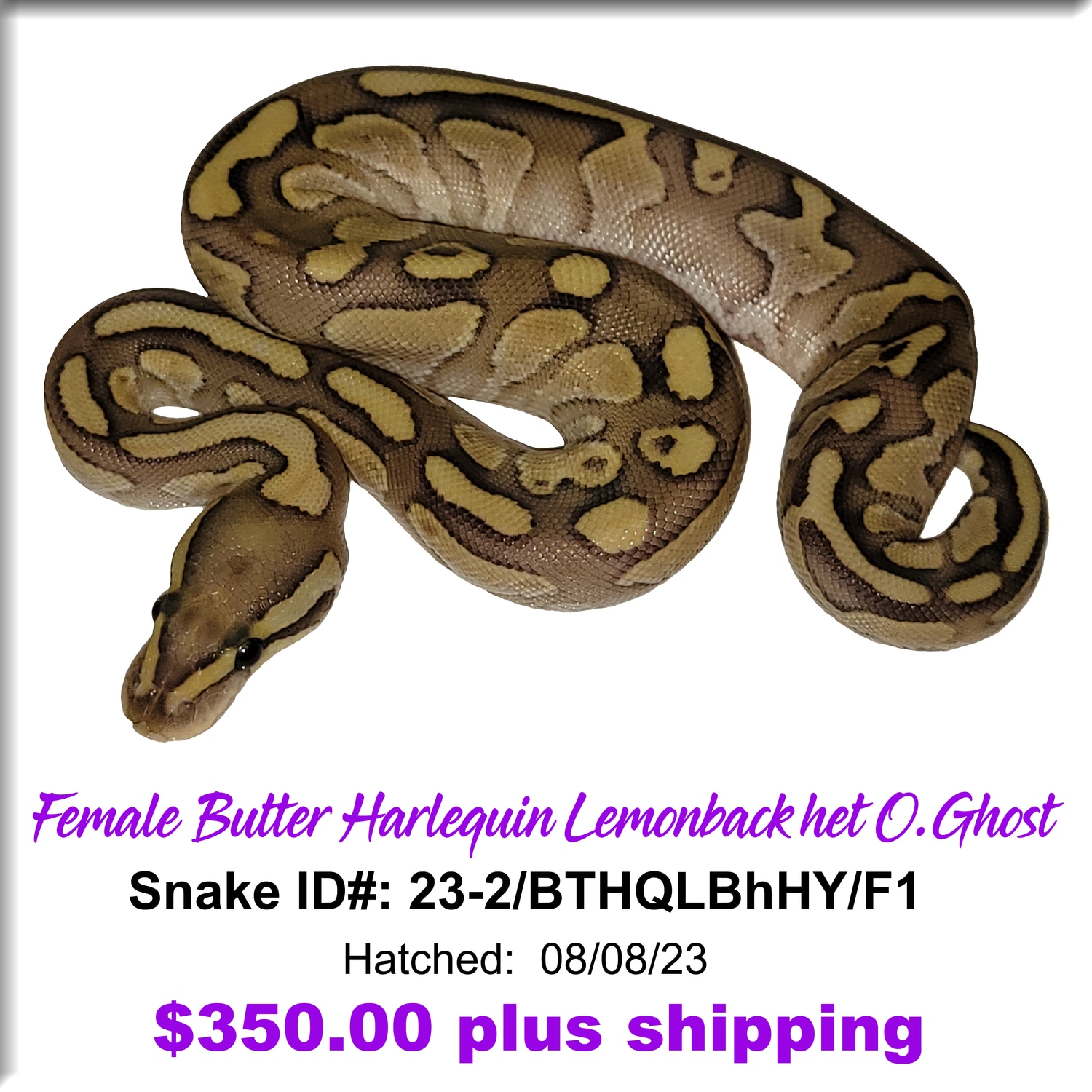 2023 Female Butter Harlequin Lemonback Het Orange Ghost Ball Python by Python Passion - MorphMarket