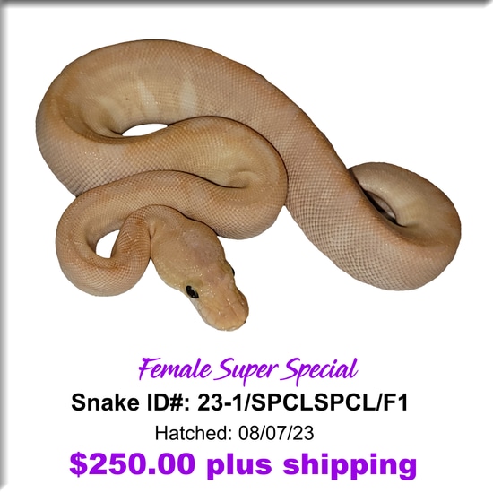 2023 Female Super Special Ball Python by Python Passion